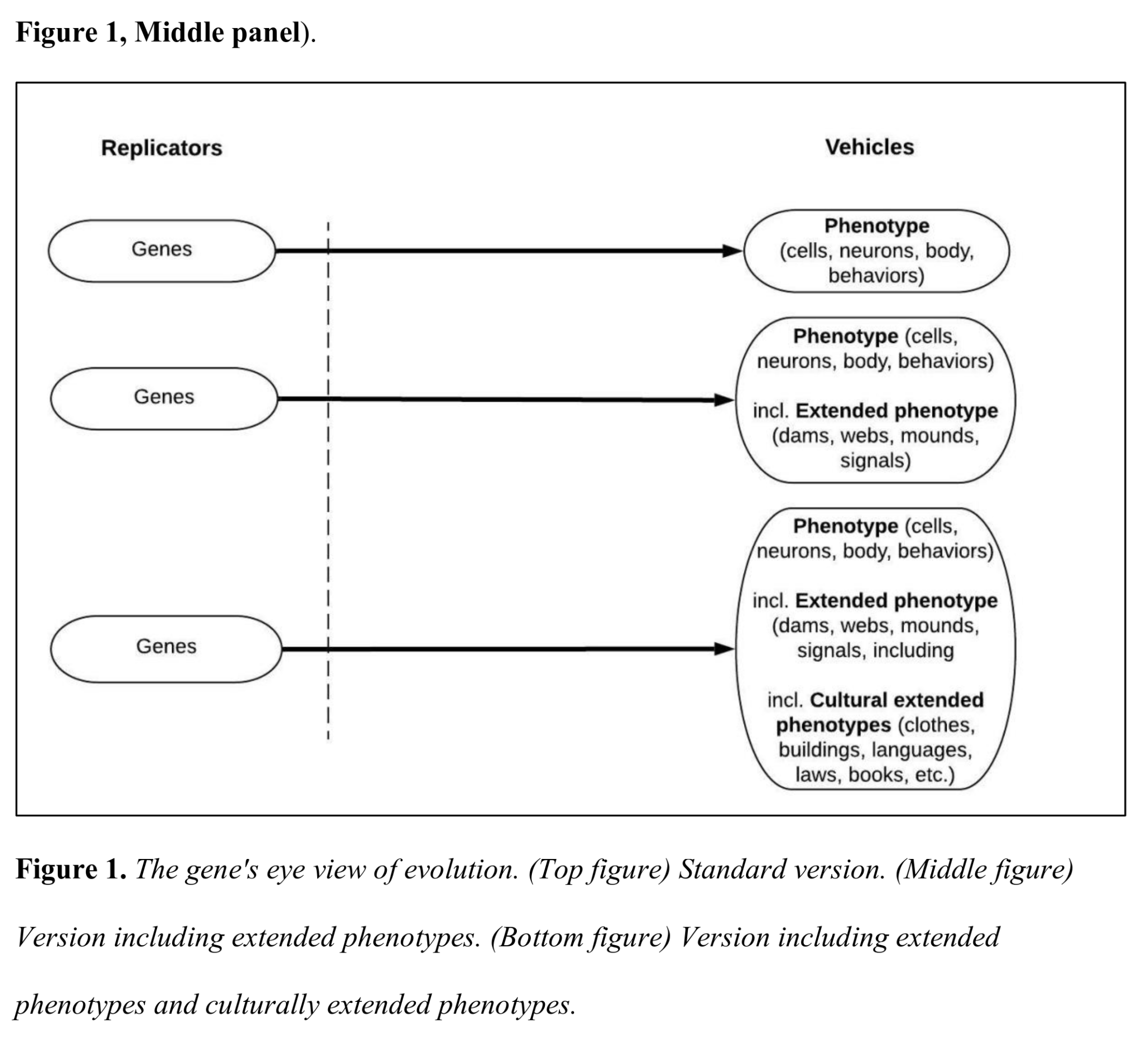 Taking the human extended phenotypes seriously – Clear Language, Clear Mind