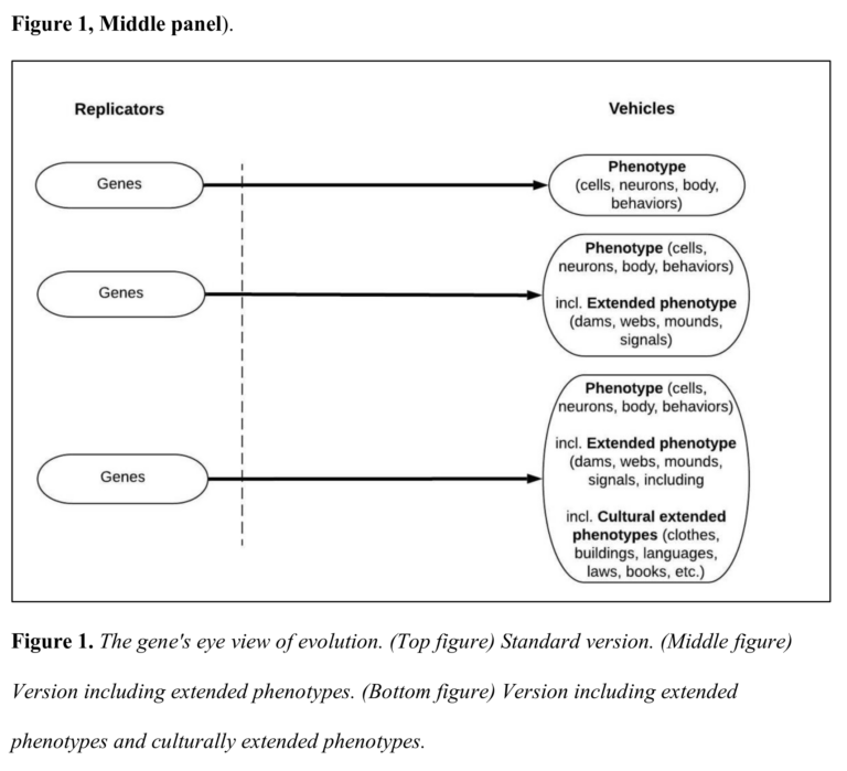 Taking the human extended phenotypes seriously – Clear Language, Clear Mind