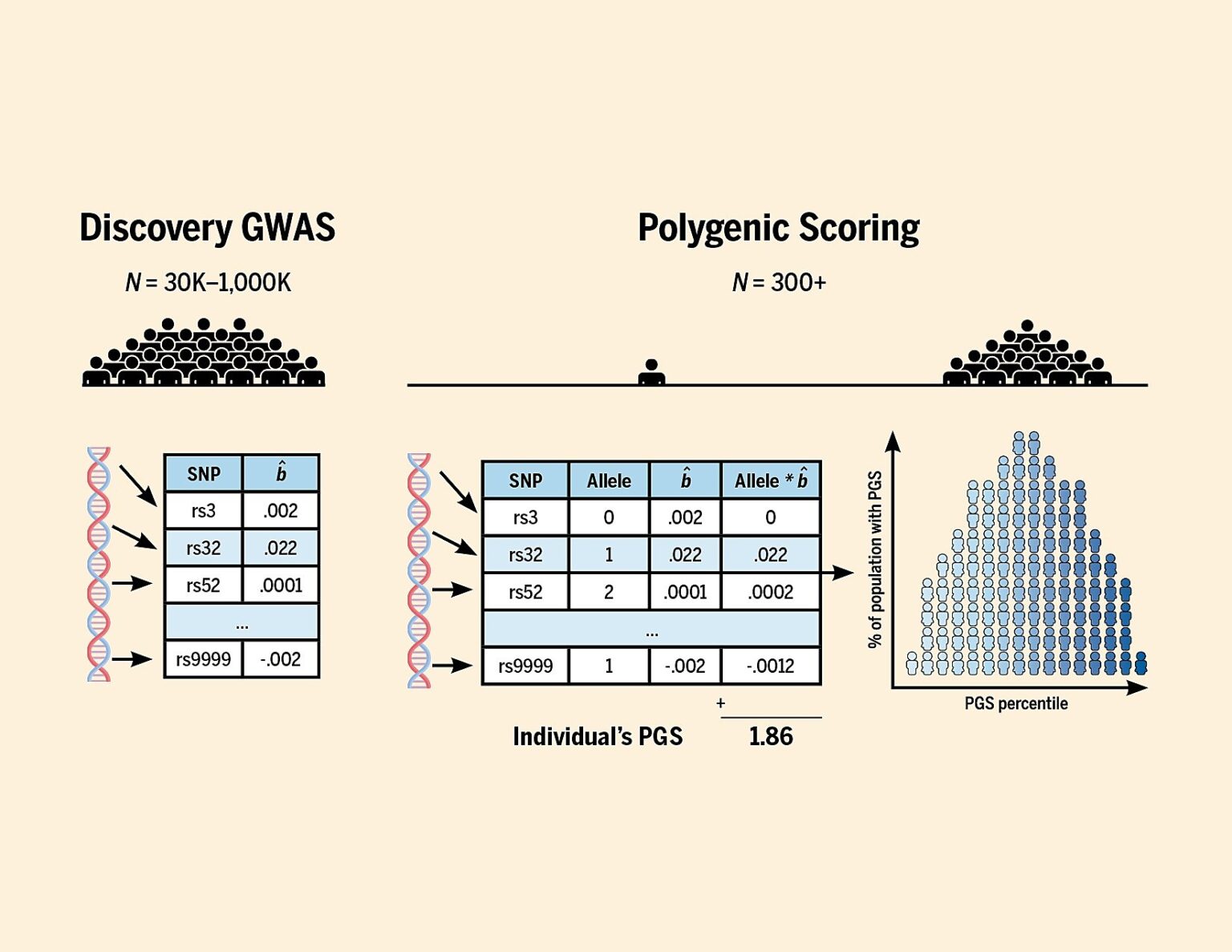 On genetic potential – Clear Language, Clear Mind